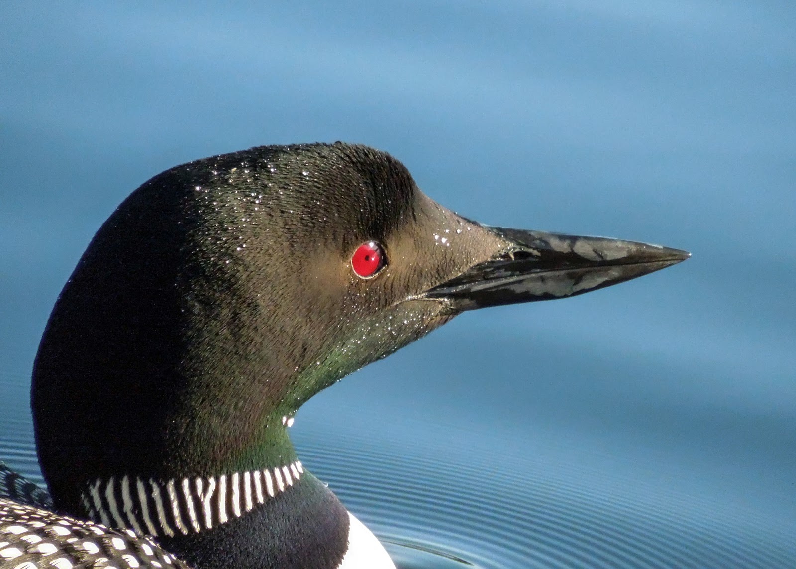 The Whodunit Photographer: Portrait of a loon