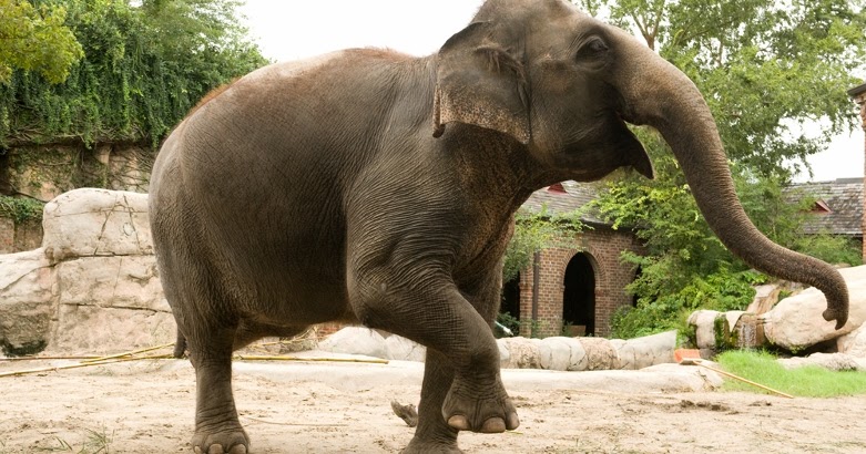 59+ Gambar Gajah Anak-anak, Inspirasi Spesial!