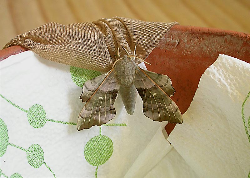Charlie's moths of Calderdale.: HAWK-MOTHS