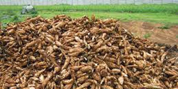 Gaplek Makanan Khas Gunungkidul - Jogjakarta News Online