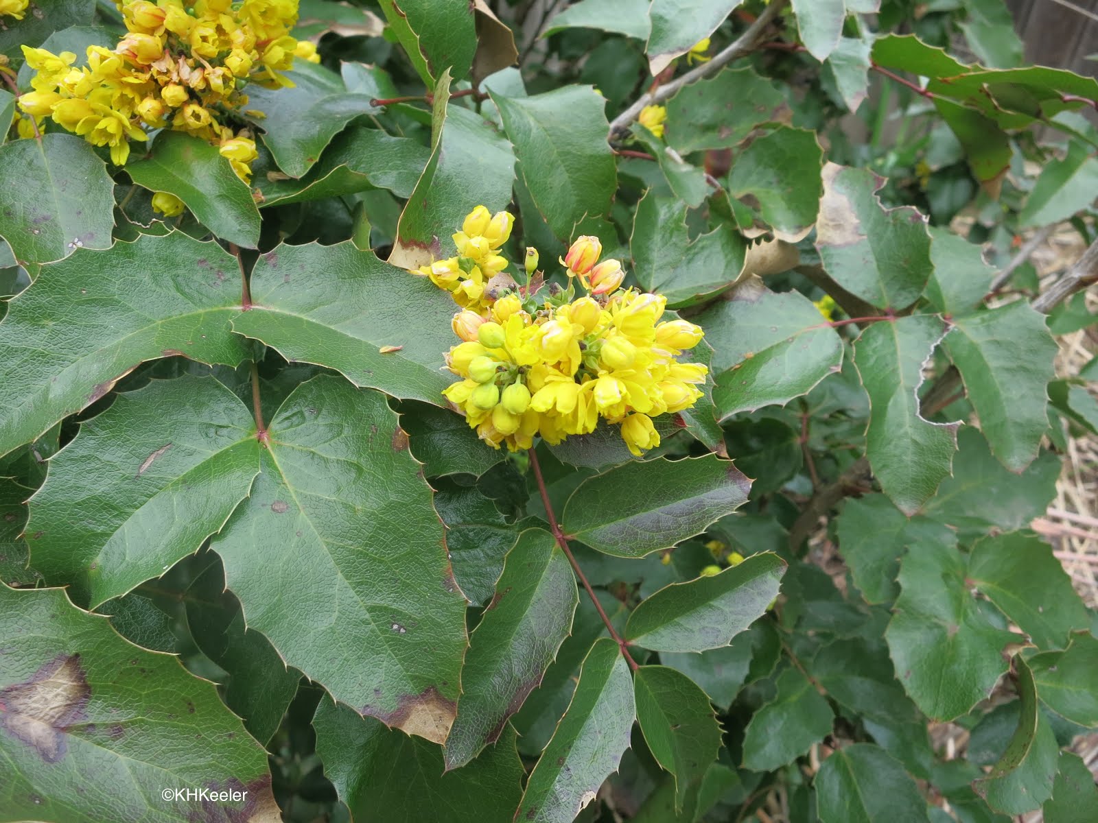A Wandering Botanist: Plant Story--Creeping Hollygrape, Berberis repens