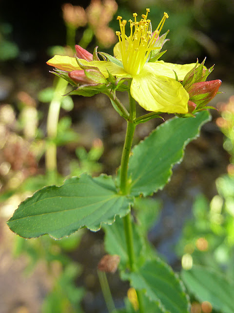 PASOS: Picos de Urbión (2.228 m) por la vertiente soriana, 16-18 de ...