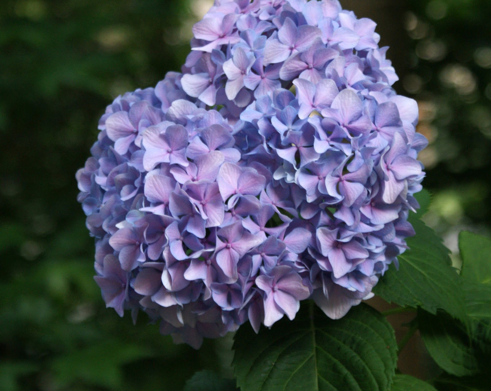 A Little Loveliness: Beautiful Hydrangeas in Bloom