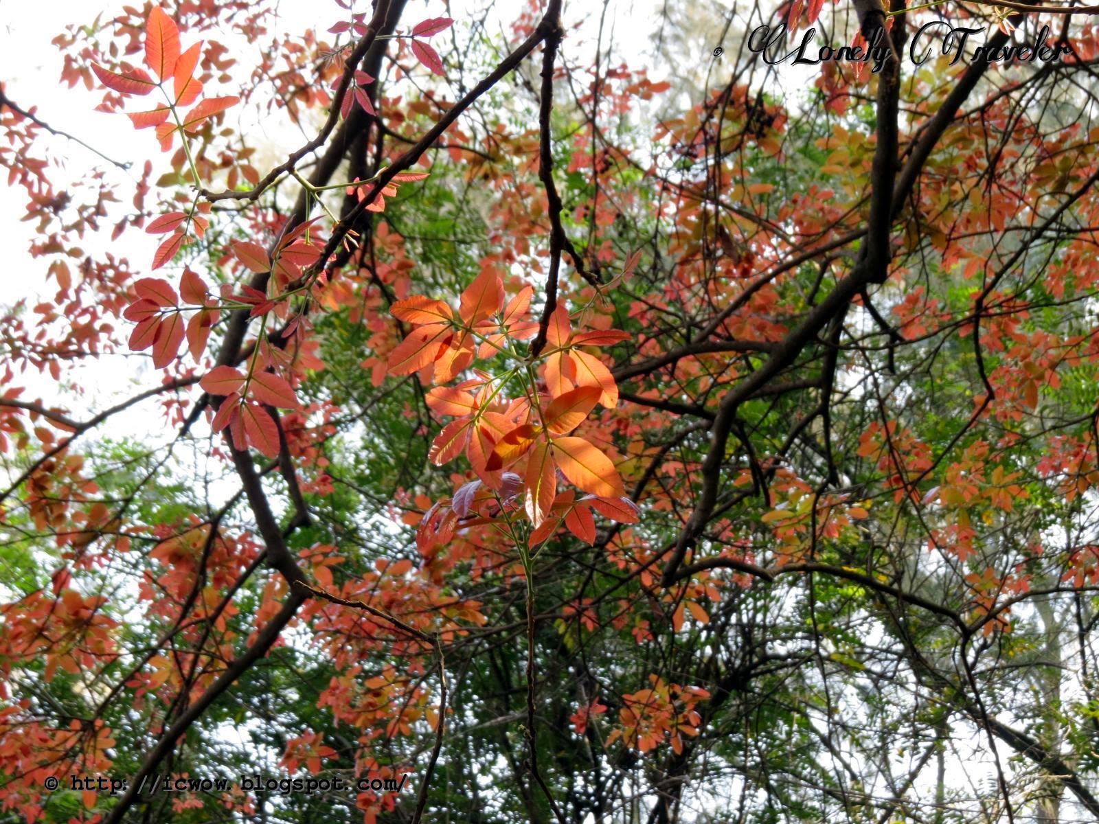 Mahogany flower (মেহগনি ফুল) - Swietenia macrophylla