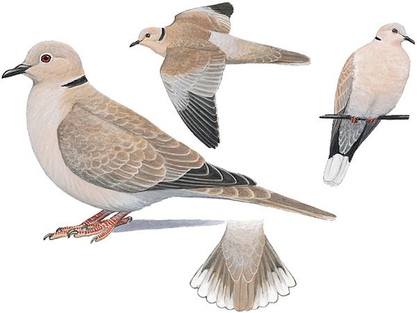 Eurasian Collared Dove - ARUNACHALA BIRDS