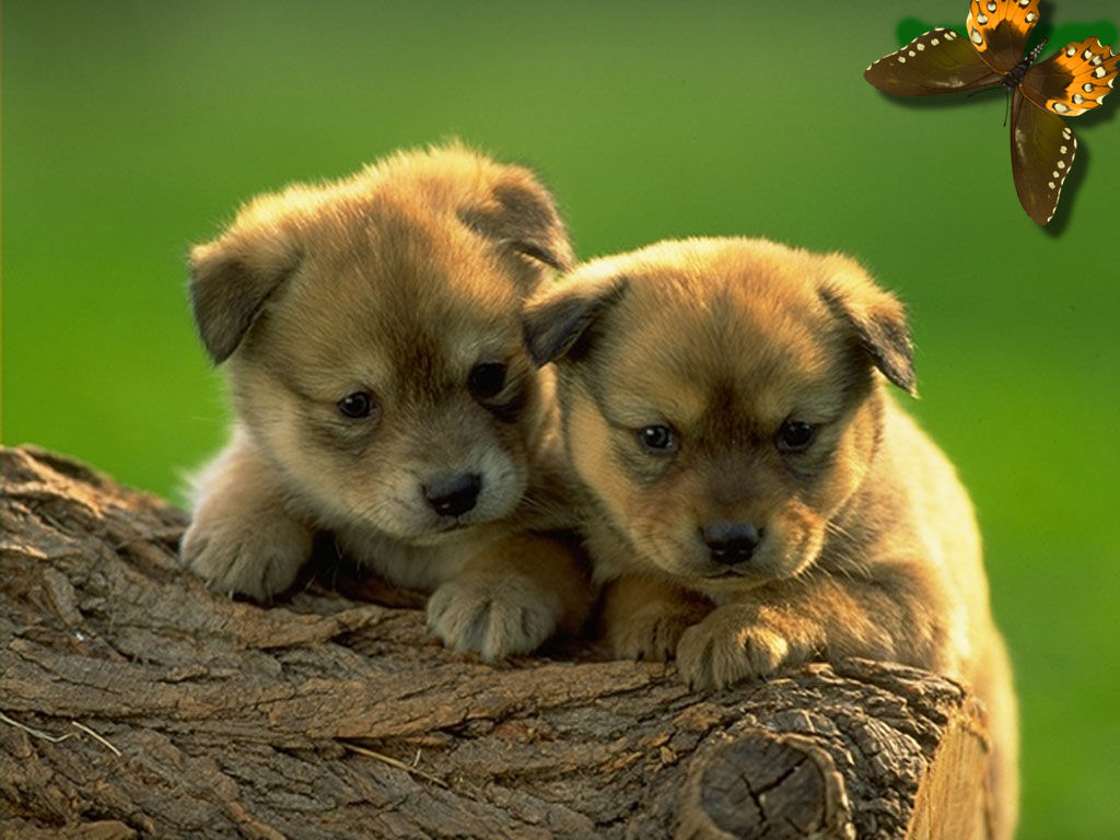 Galerie Foto - Animale ~ Blog D3mon