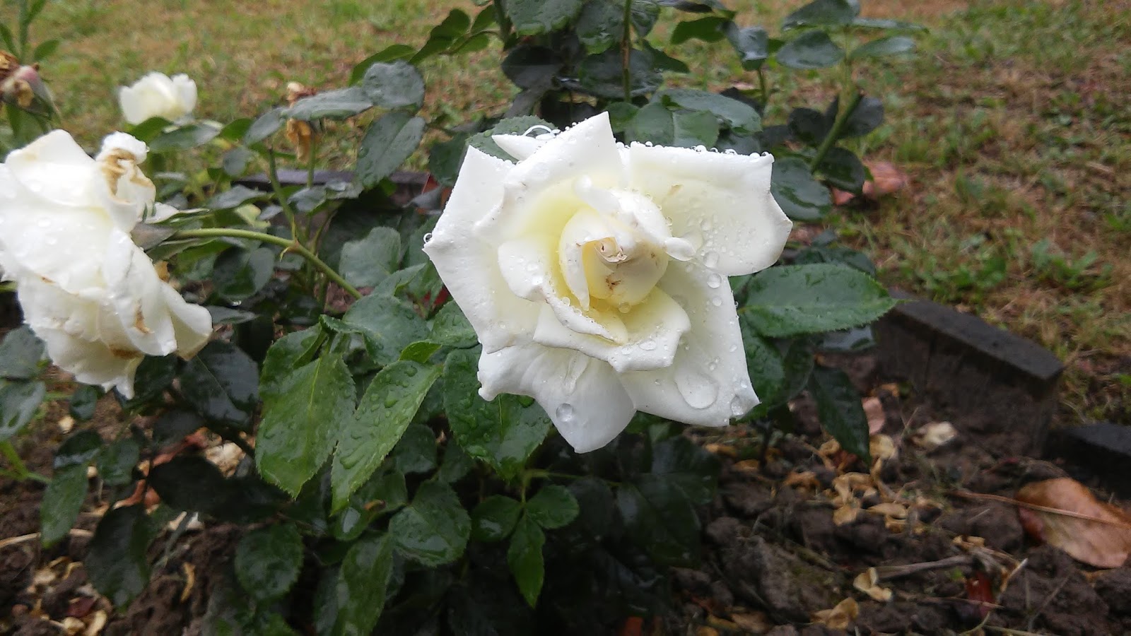 Ranczo Elma: Róża (Rosa) Tchaikovsky