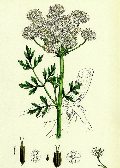 Garfadas on line: A rabaça, uma planta venenosa