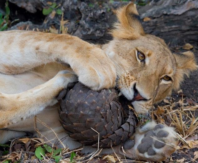 Bichólogo: PANGOLÍN, EL MAMÍFERO CON ESCAMAS.