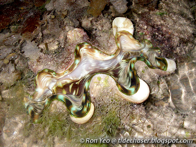 tHE tiDE cHAsER: Heterodont Bivalves (Phylum Mollusca: Subclass ...