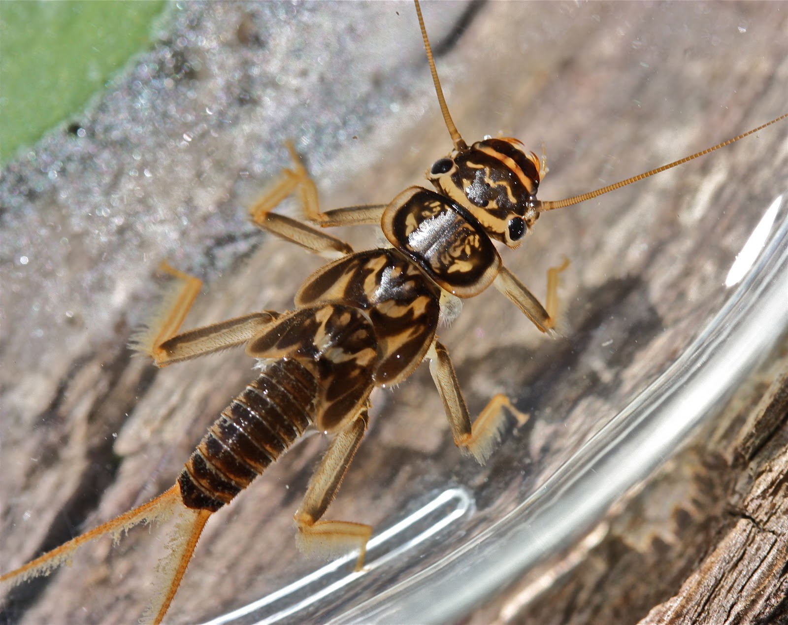 Aquatic Insects of Central Virginia: The Perlids (Common Stoneflies) in ...