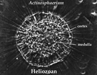 Blog Seputar Protista