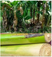 fermentasi Gedebog Pisang Dengan Viterna Dan Tangguh Prebiotik