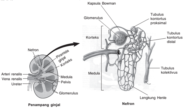 GINJAL (STRUKTUR DAN FUNGSI) ~ MATERI DAN SOAL IPA UNTUK SMA