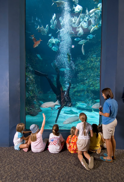 Water Logged: Animal Keepers Summer Camp: Private Dive Show