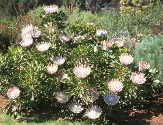 Variety of Life: Proteaceae