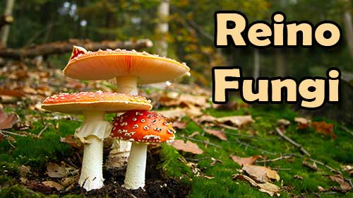AGROACADEMICOSMY: Reino fungi