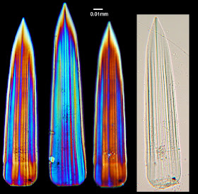 Real Monstrosities: Aplacophora