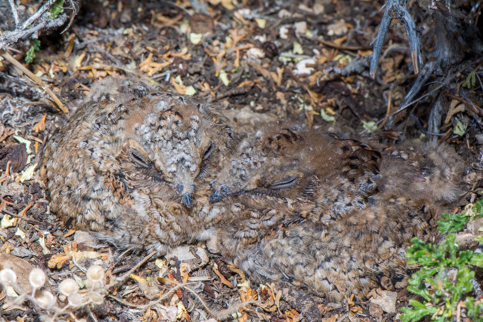 NeoVista Birds and Wildlife: Monitoring a Common Poorwill Nest Site