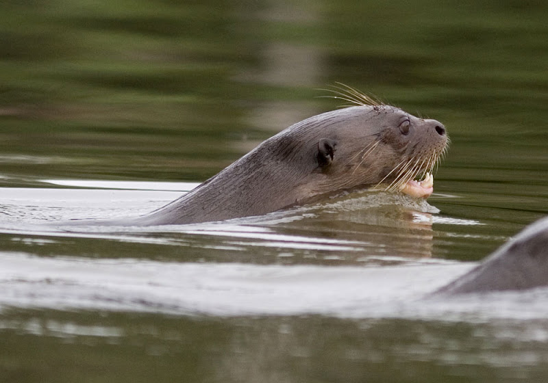 Weedon's World of Nature: Giant River Otters, Sandoval Lake, Peru