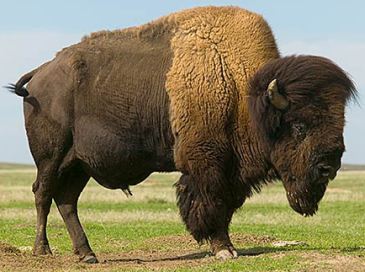 What a Long Strange Trip it Still Is!: The Mythical American Buffalo ...