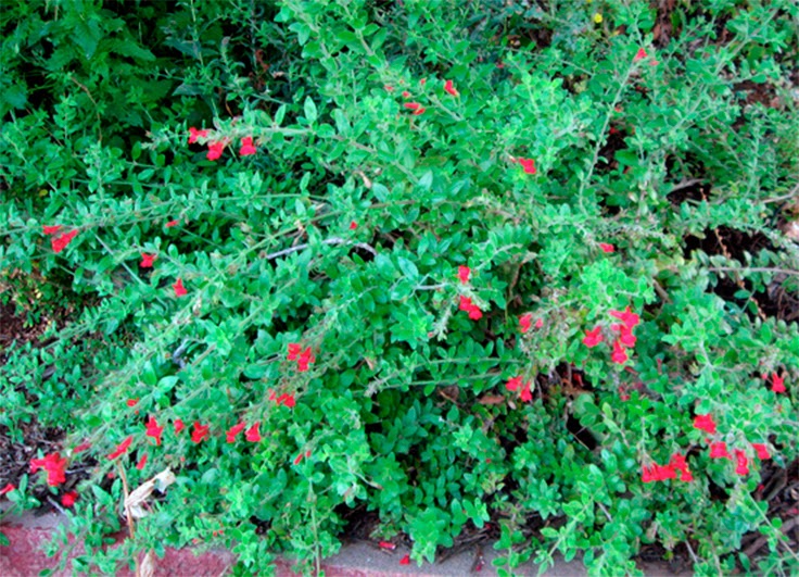 GALVEZIA SPECIOSA | Blog Patricia López Diseño Floral