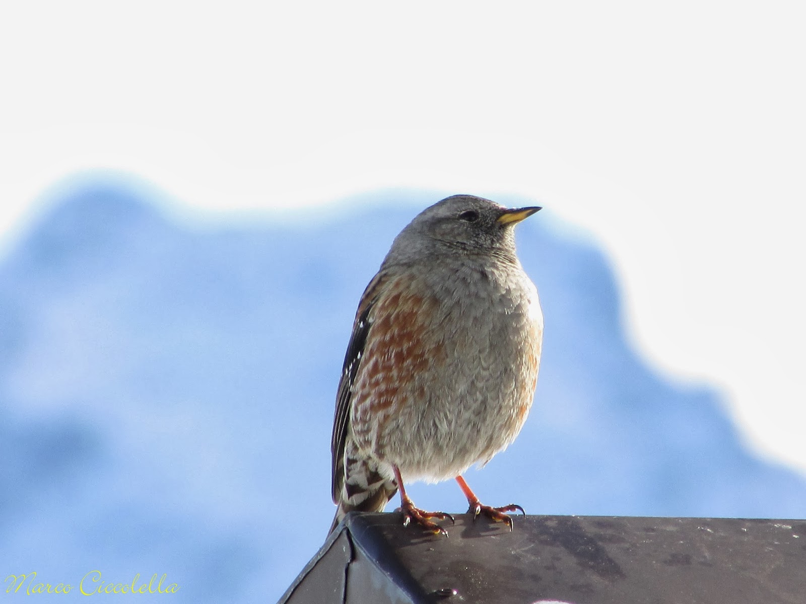 Guida Naturalistica in Oltrepò Pavese: Passeriformi di montagna