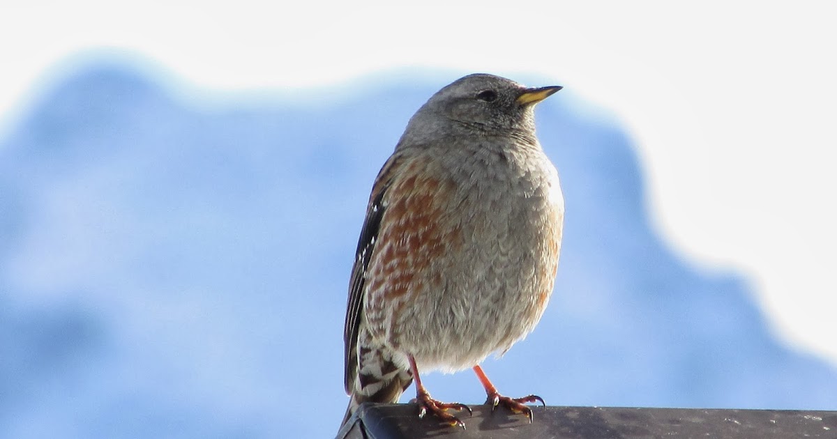 Guida Naturalistica in Oltrepò Pavese: Passeriformi di montagna