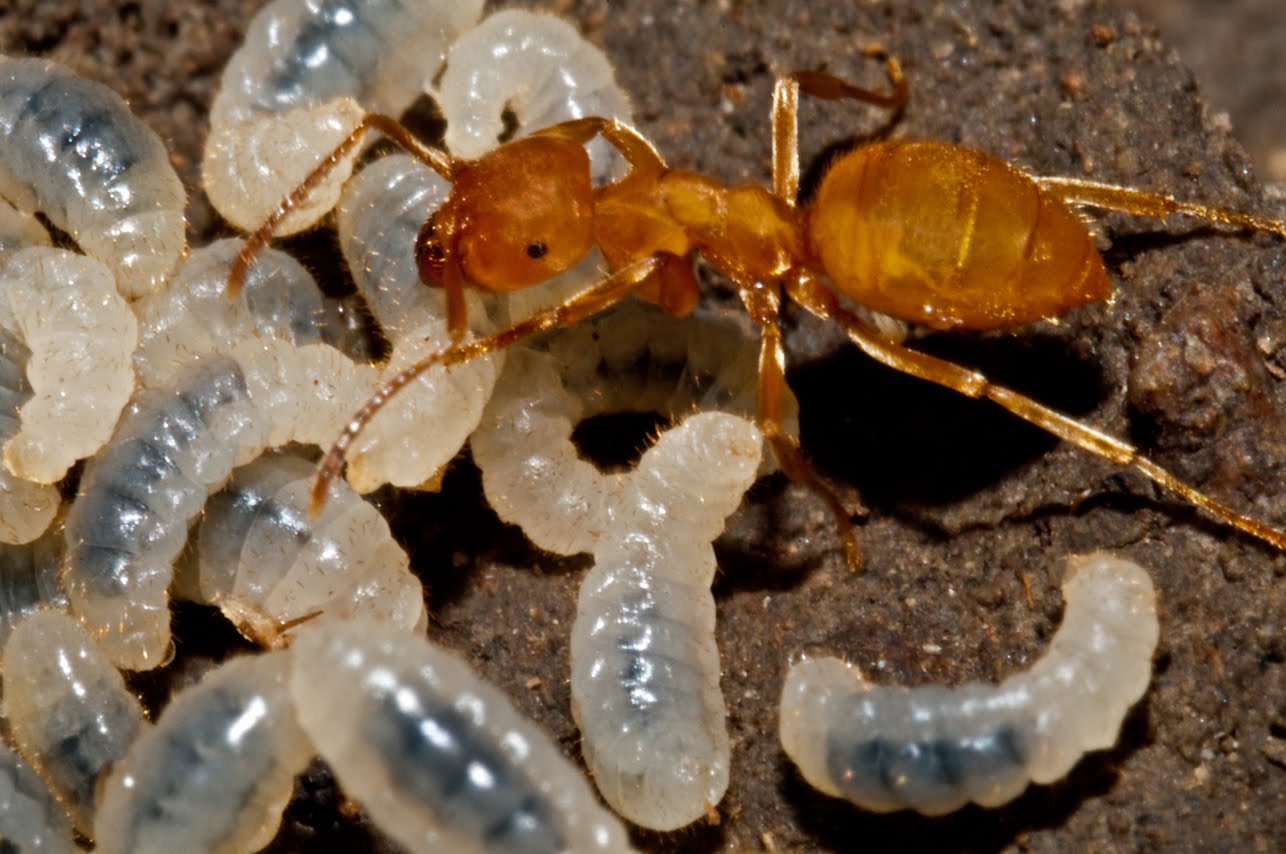 Bugs of Mackie: Ants (Formicidae) - Lasius umbratus