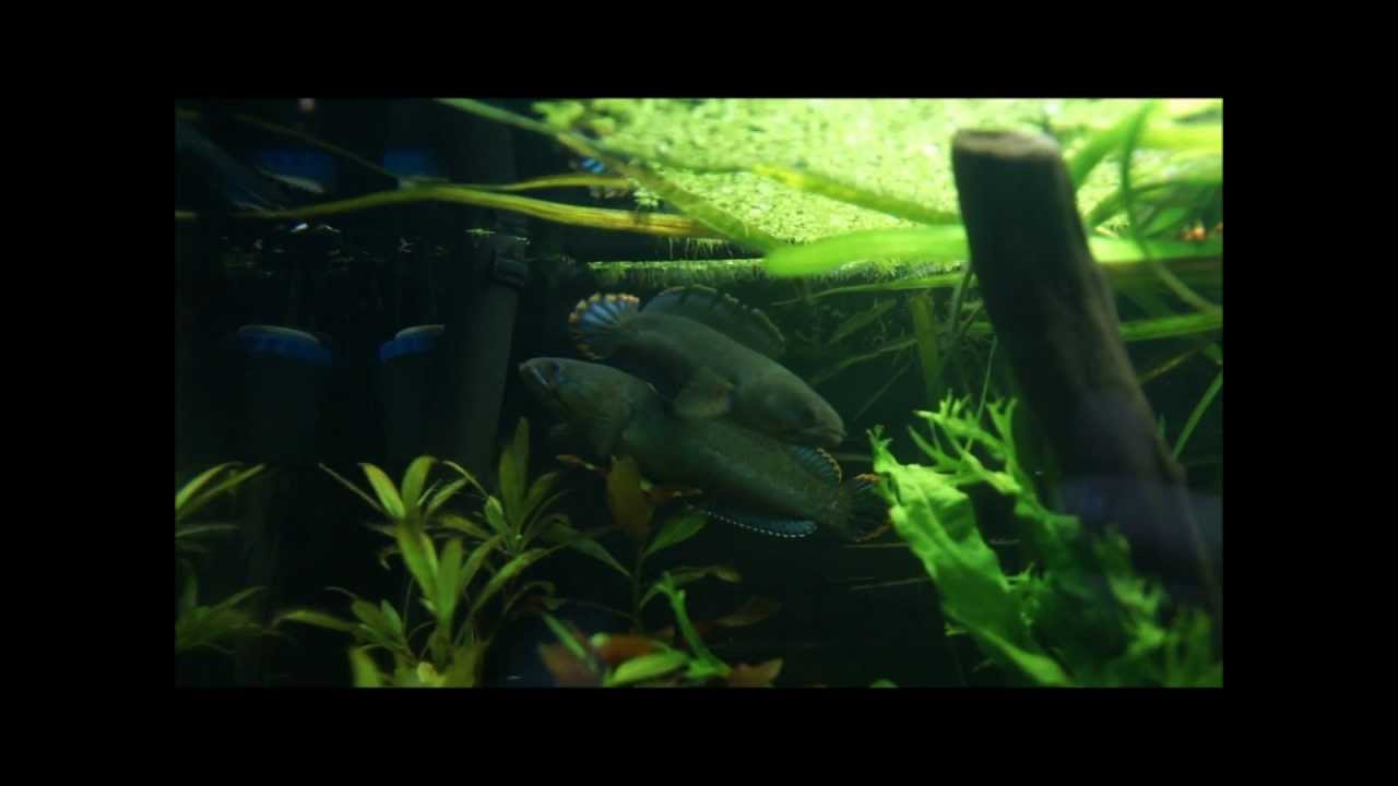 Mahamaya Hiko: Channa Gachua , Profil dan cara pemeliharaan, "dwarf ...