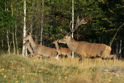 béel photo: Szarvasbőgés