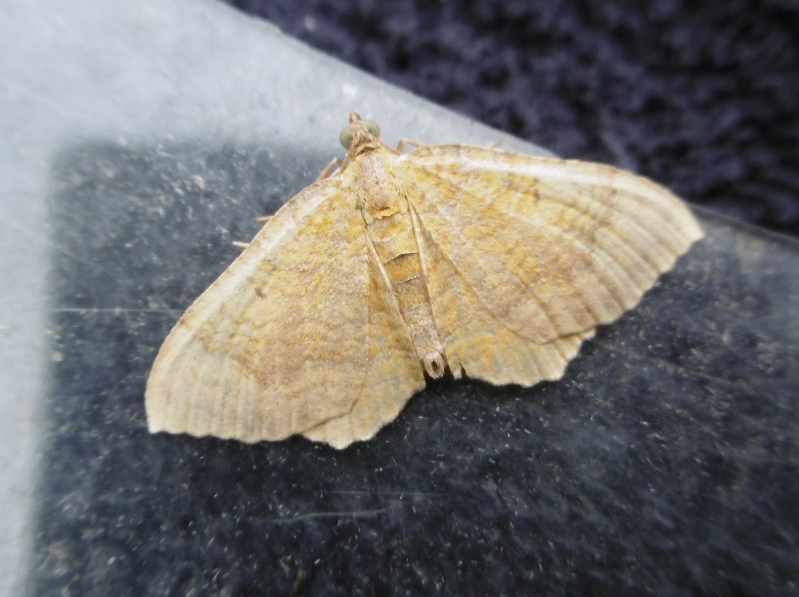 Martin's Moths: Small but perfectly formed