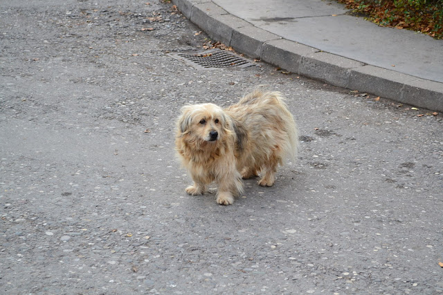 Dog as a model! | CHEZ TITINA