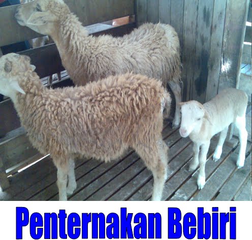bukan doktor veterinar: Penternakan Bebiri