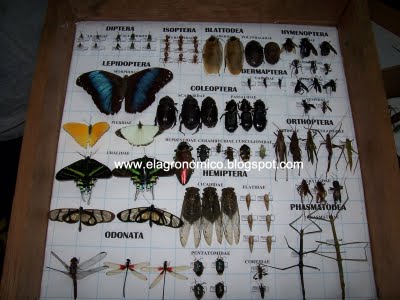 Una futura veterinaria