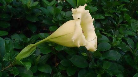 Solandra longiflora | Pustaka Flora | Database Tanaman Landscape