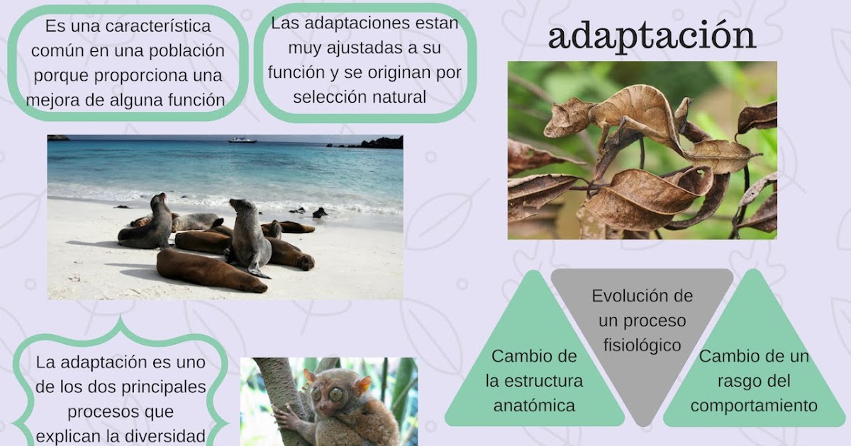 ADAPTACIÓN Y LOCOMOCIÓN