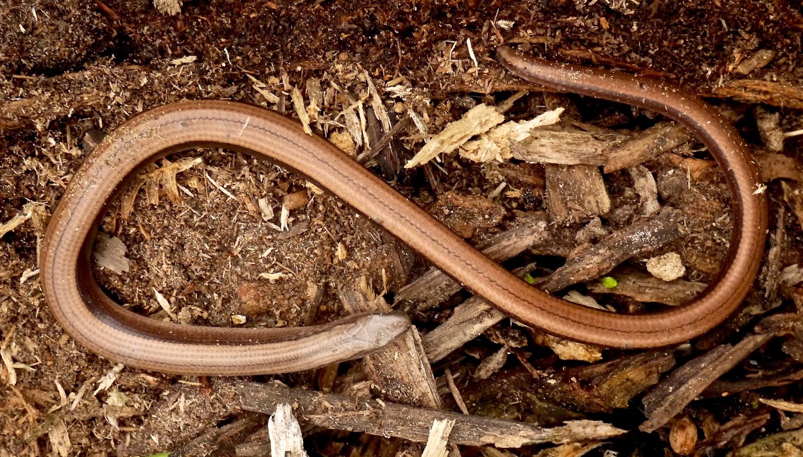 Northwest Norfolk Naturalists: Off Patch: Roydon Common