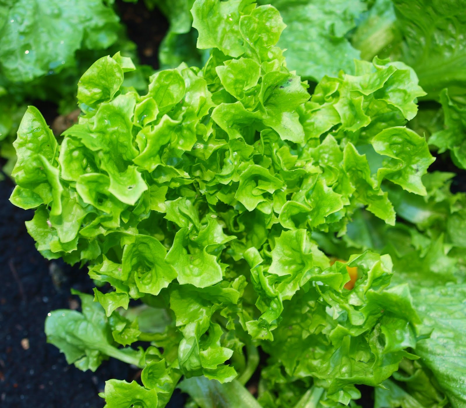 Mark's Veg Plot: Lettuces and Endives