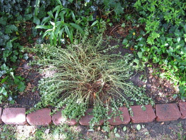 Scientilosopher's Domain: Oregano Ground Cover