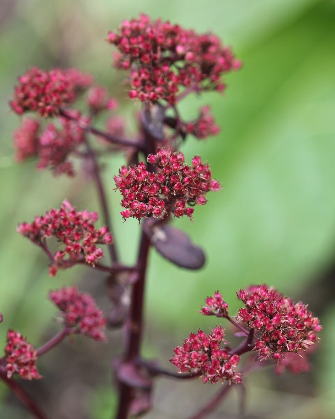 Red House Garden: Have Your Sedum and Eat It Too