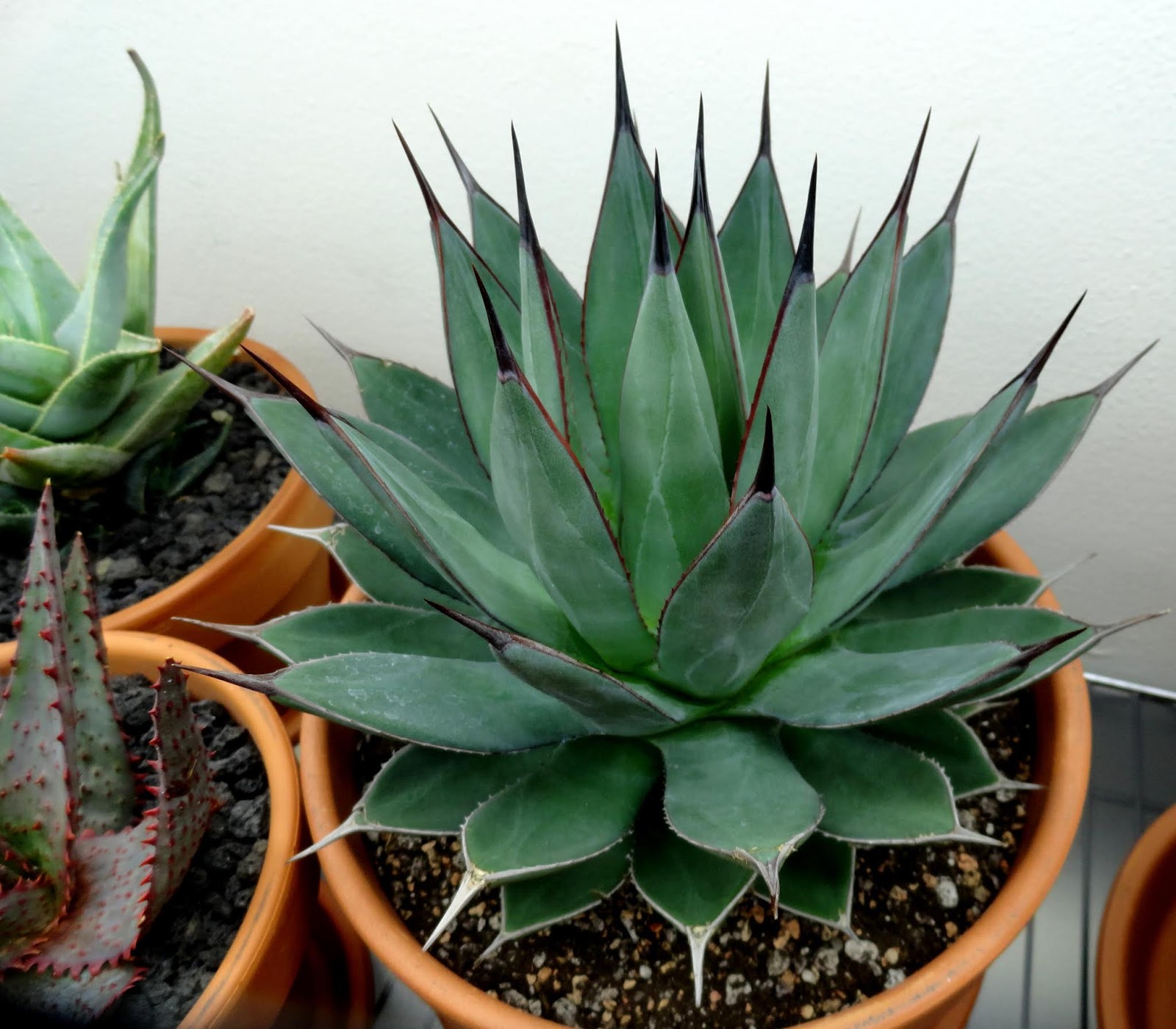 danger garden: Gardening under lights