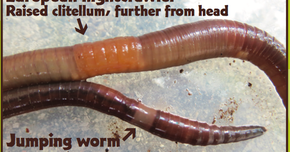 Alabama Jumpers Information - All Worms