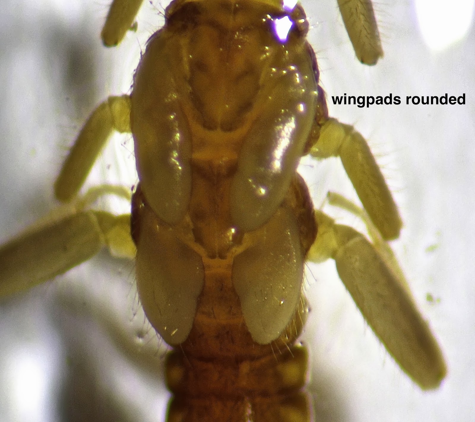 Aquatic Insects of Central Virginia: The small winter stonefly ...
