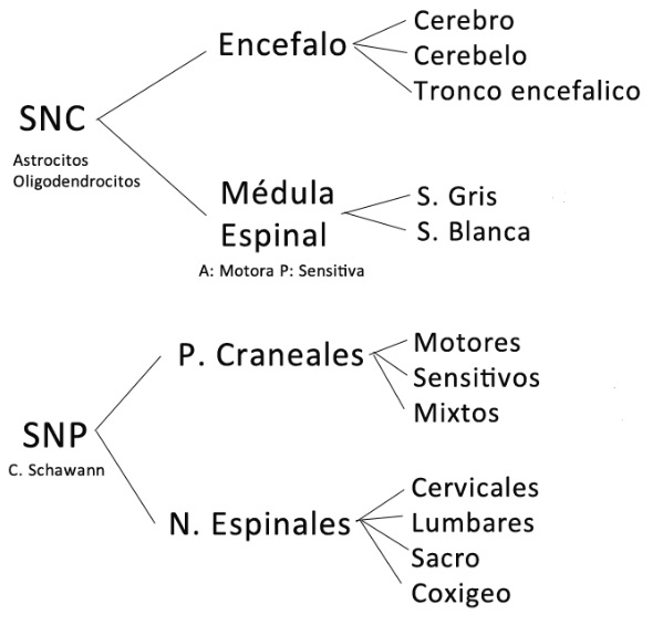 Estructura y función del SNC at emaze Presentation