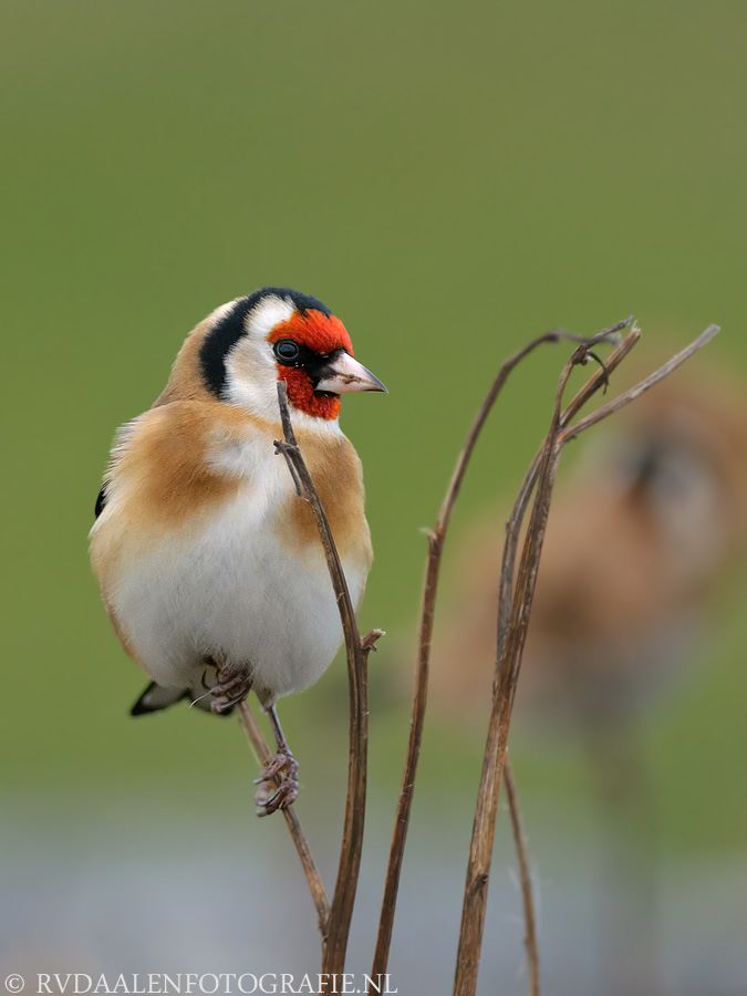 Vogel- en Natuurfotografie door Remco van Daalen: In de Put(ters)