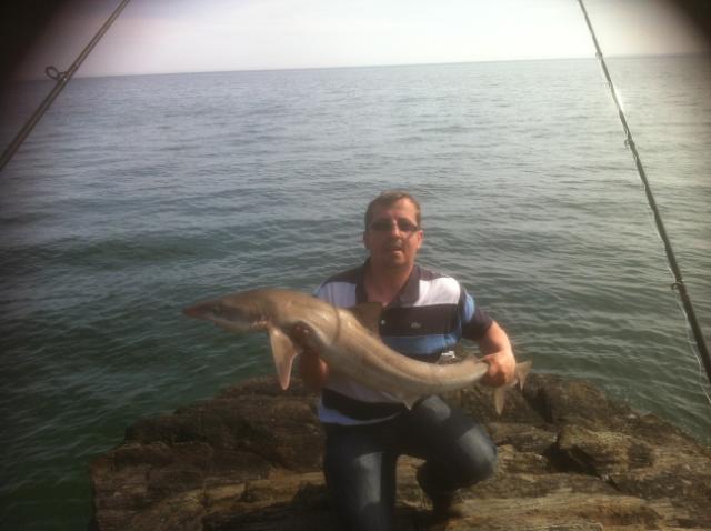 Fish of the Month June Entry - Shore Tope!