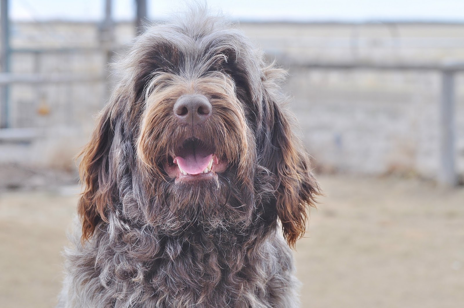 Idaho Outback Wirehaired Pointing Griffon Puppies!: Hope my pretty ...