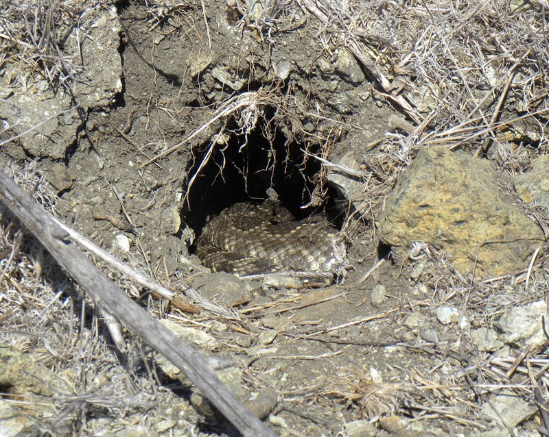 Ophidiophilia: October 2011