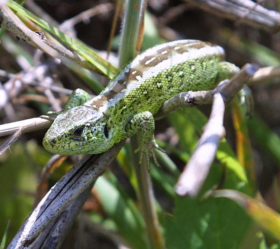 ARC - latest news: Rare Sand Lizards Released Back to the Wild at ...